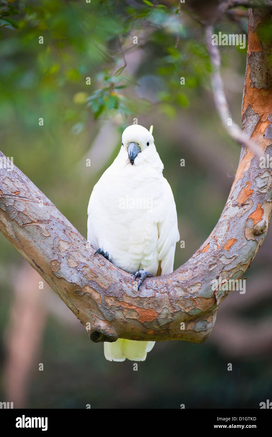 Sulphur-crested cockatoo (Cacatua galerita) in Sydney Botanic Gardens ...