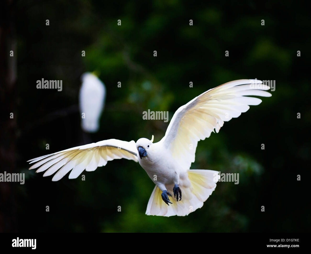 Sulphur-crested cockatoo (Cacatua galerita) flying in Sydney Royal ...