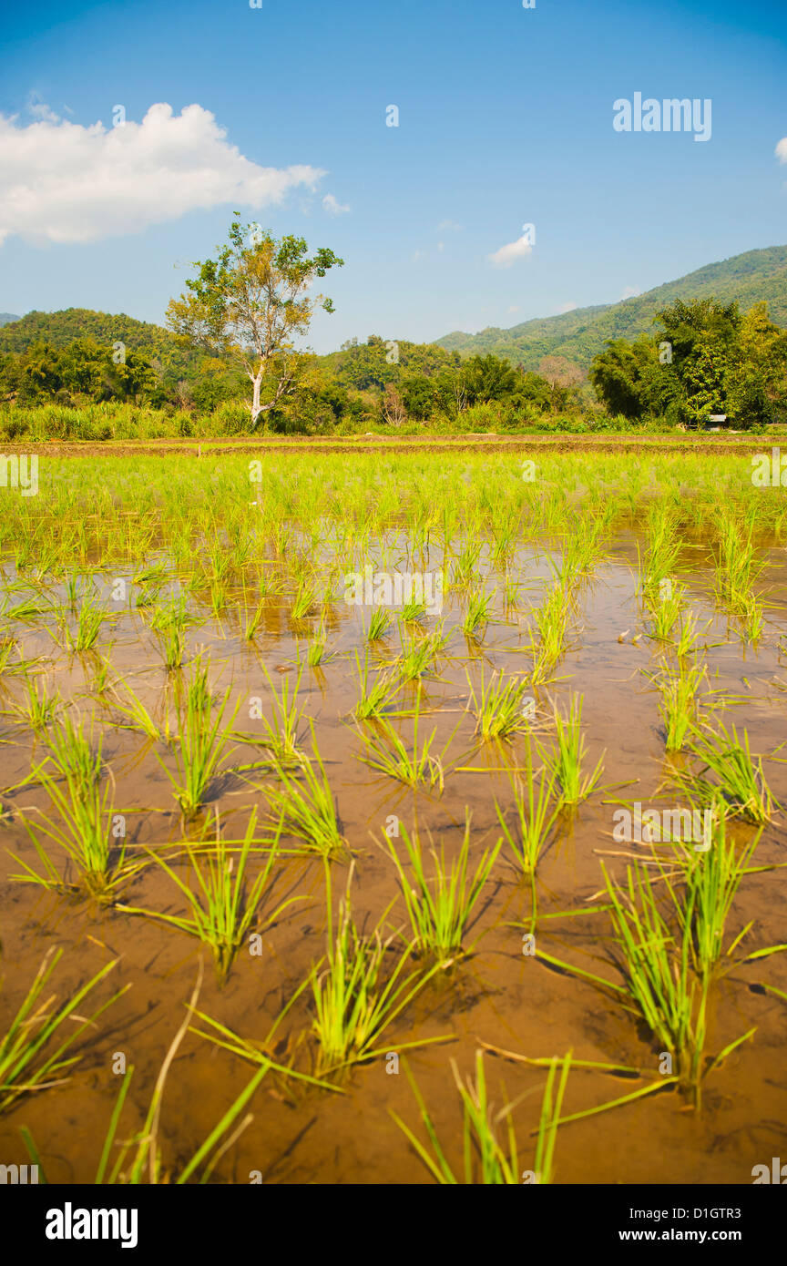 Rice paddy hi-res stock photography and images - Alamy