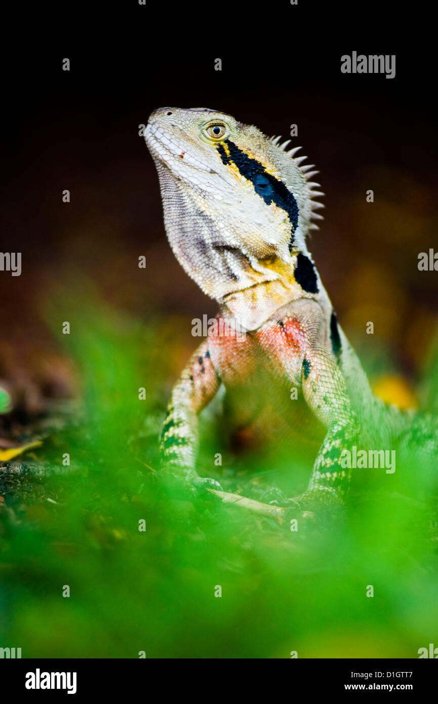 Australian eastern water dragon (Physignathus lesueurii) in Brisbane ...
