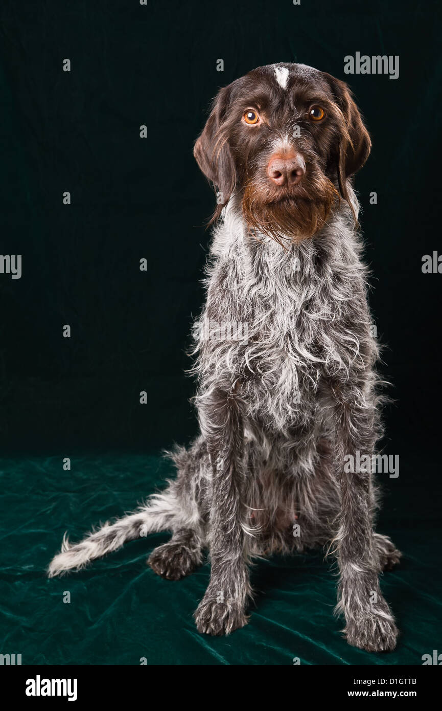 German Wire Haired Pointer Not Puppy High Resolution Stock Photography ...