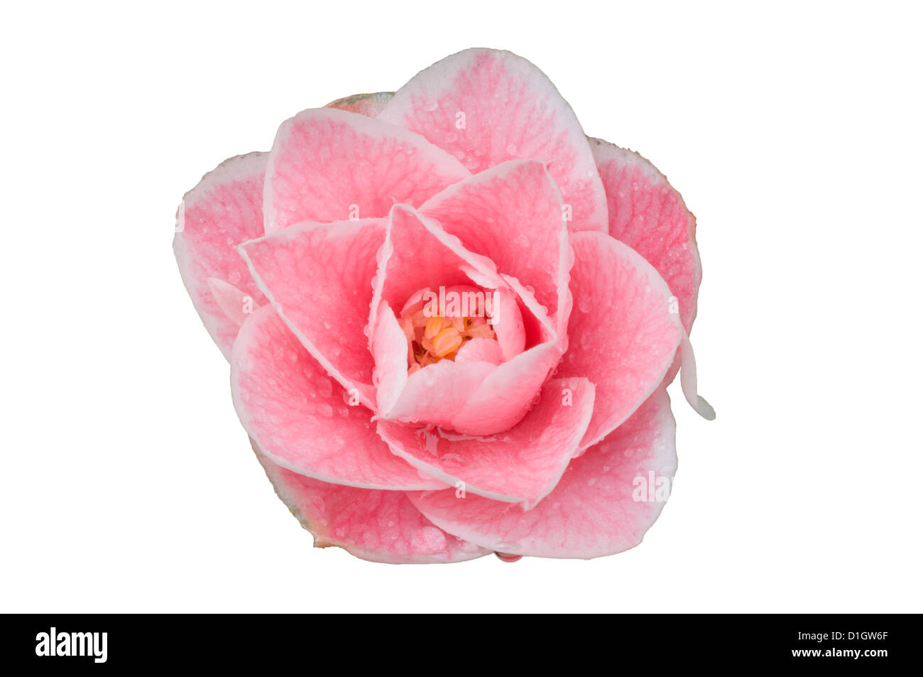 Pink flowering evergreen Cut Out Stock Images & Pictures - Alamy
