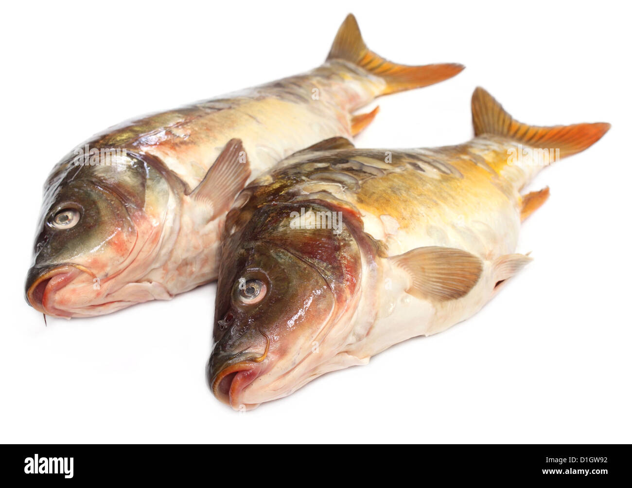 Mirror carp Cut Out Stock Images & Pictures - Alamy