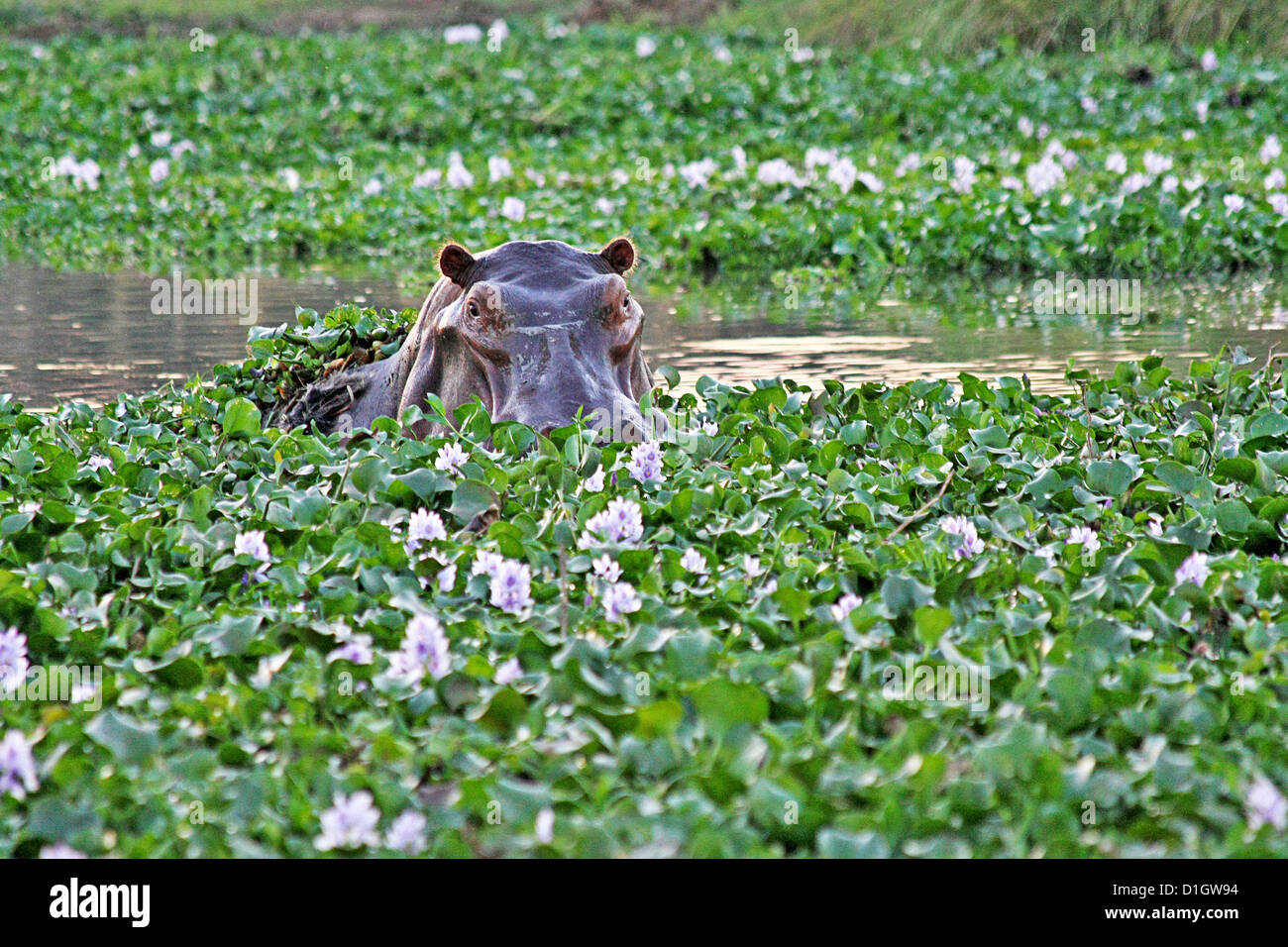 Hippos water hyacinth hi-res stock photography and images - Alamy