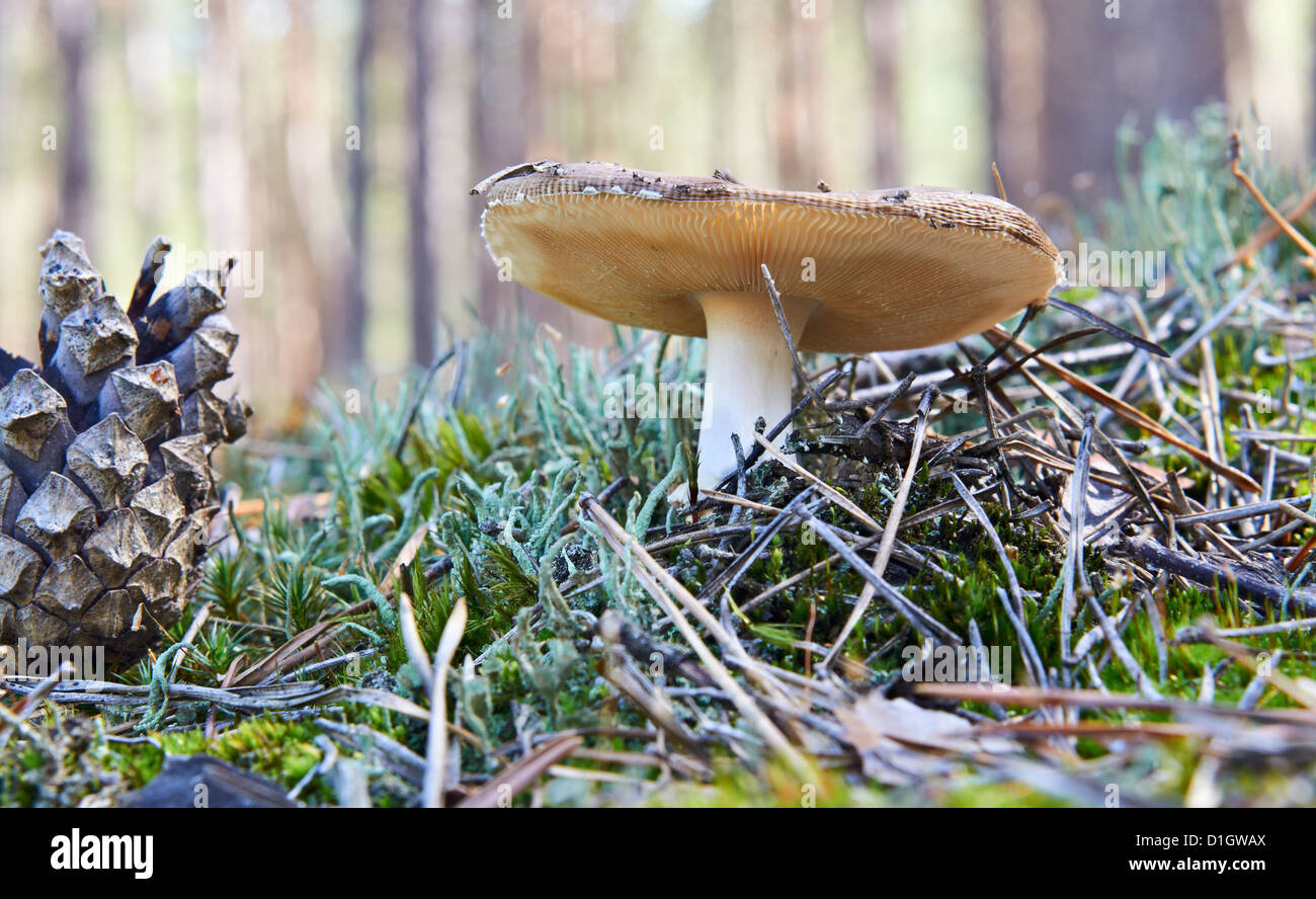 Mushroom in Forest Stock Photo - Alamy