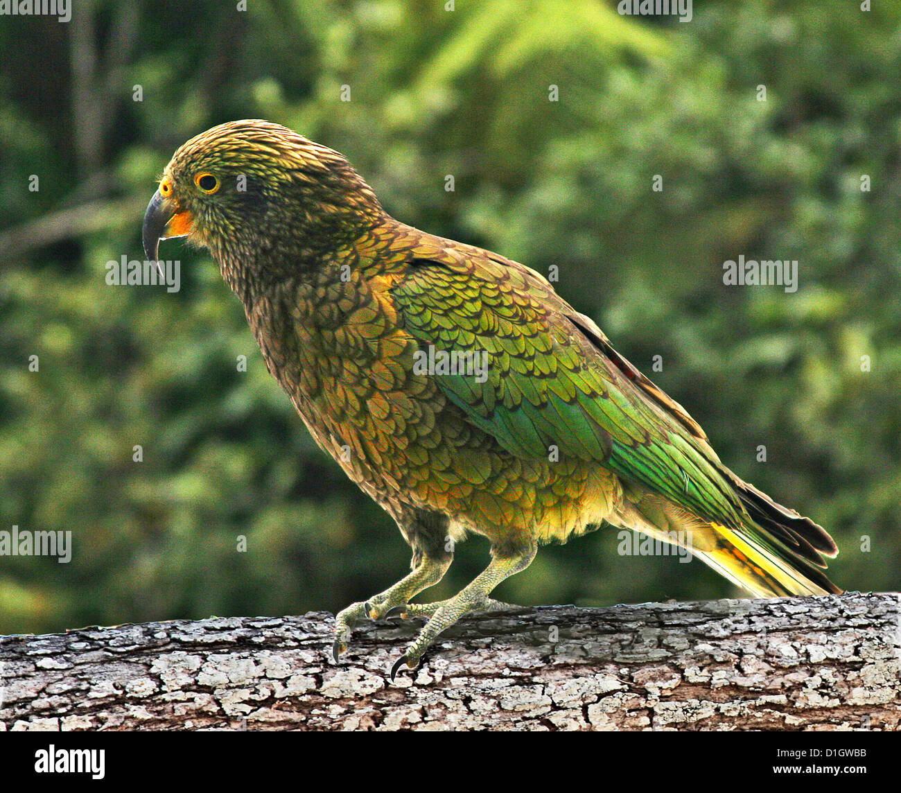 A rare Kea Stock Photo - Alamy