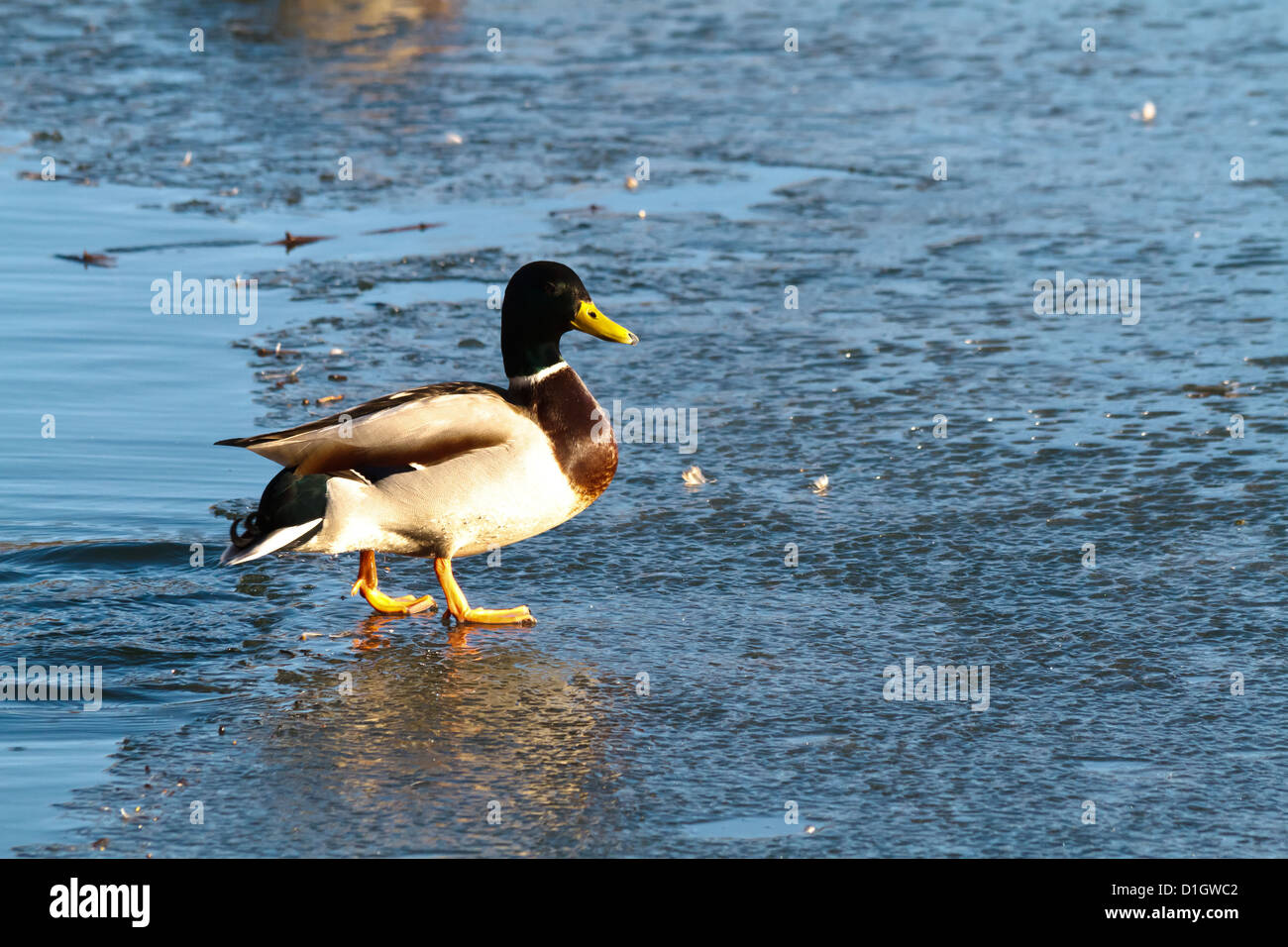 Berlin germany ducks swimming hi-res stock photography and images - Alamy