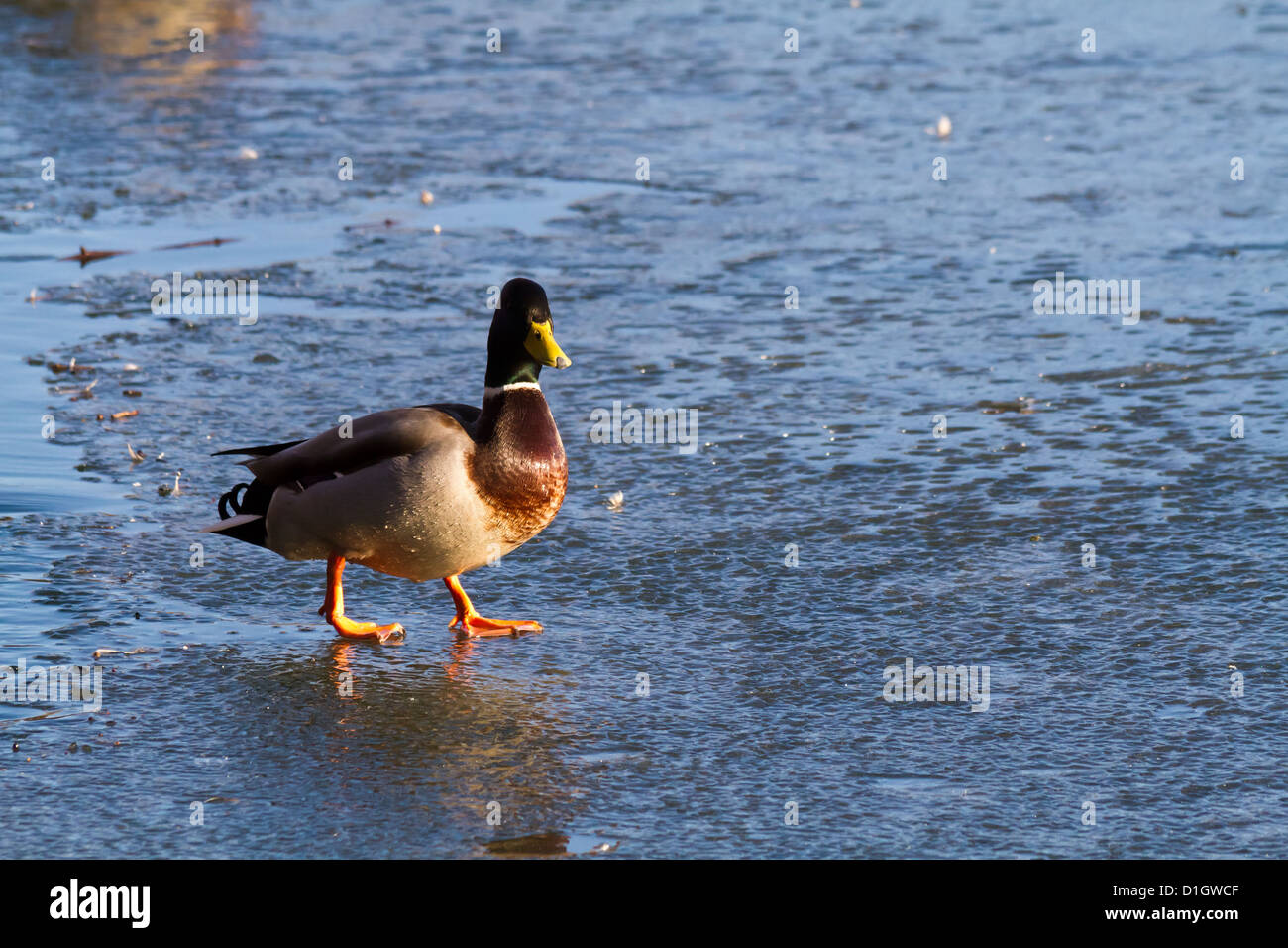 Duck on the Lake Weißensee in Pankow in Berlin, Germany Stock Photo - Alamy
