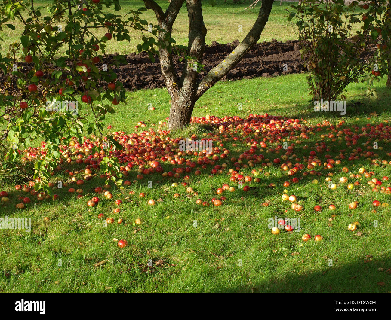 Lot of red fallen apples on grass under the apple tree Stock Photo - Alamy