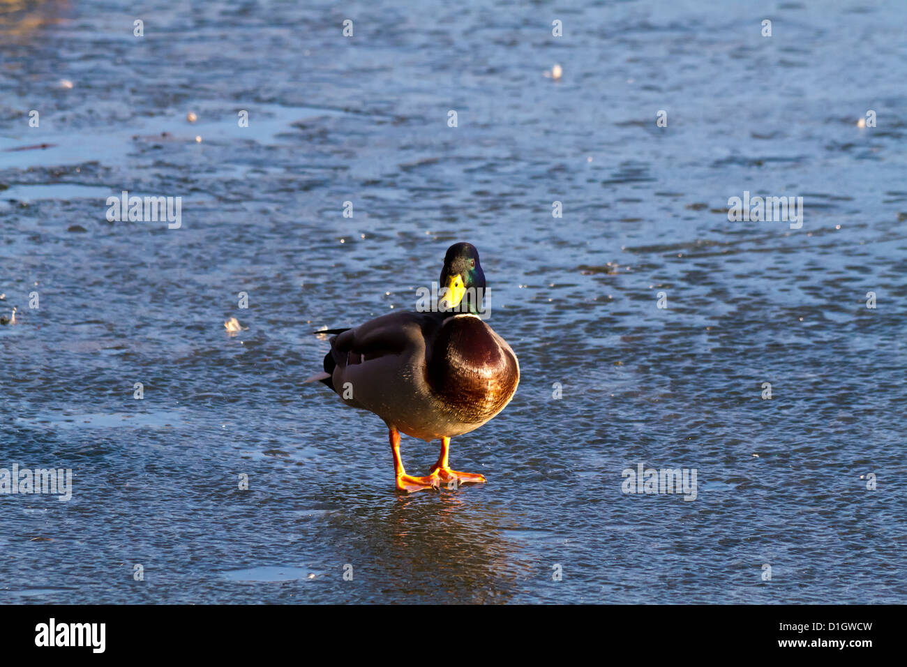 Duck on the Lake Weißensee in Pankow in Berlin, Germany Stock Photo - Alamy