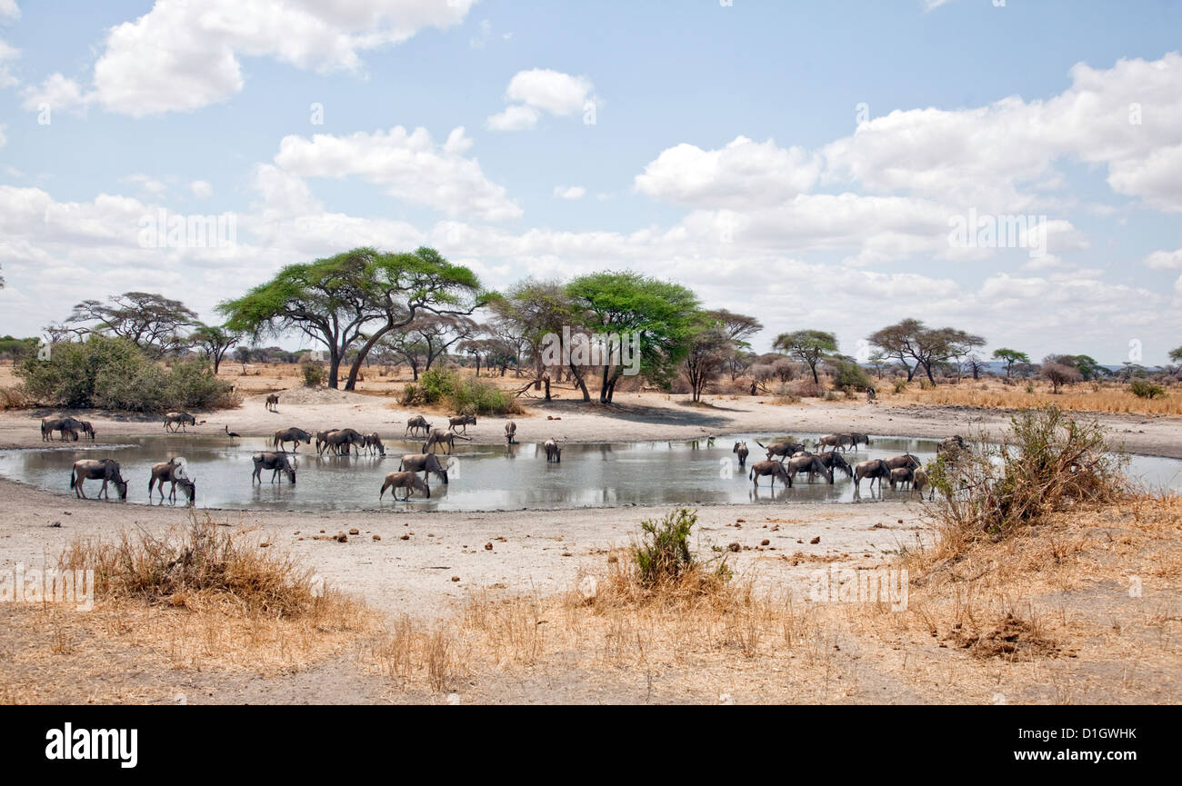 Wild Wildebeest are drinking at a waterhole in Tarangire National Park ...