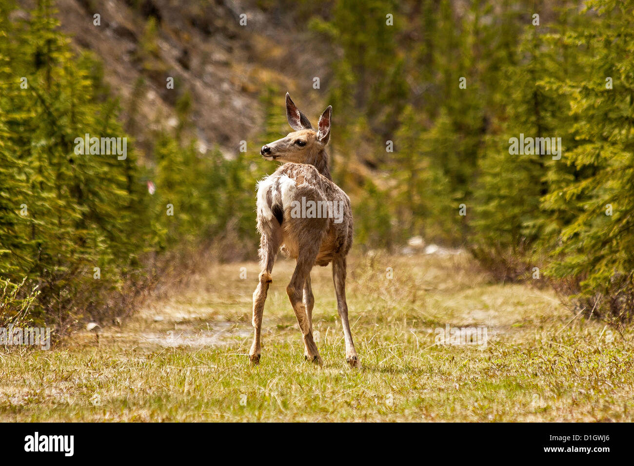 Mule Deer, Jasper National Park Stock Photo - Alamy