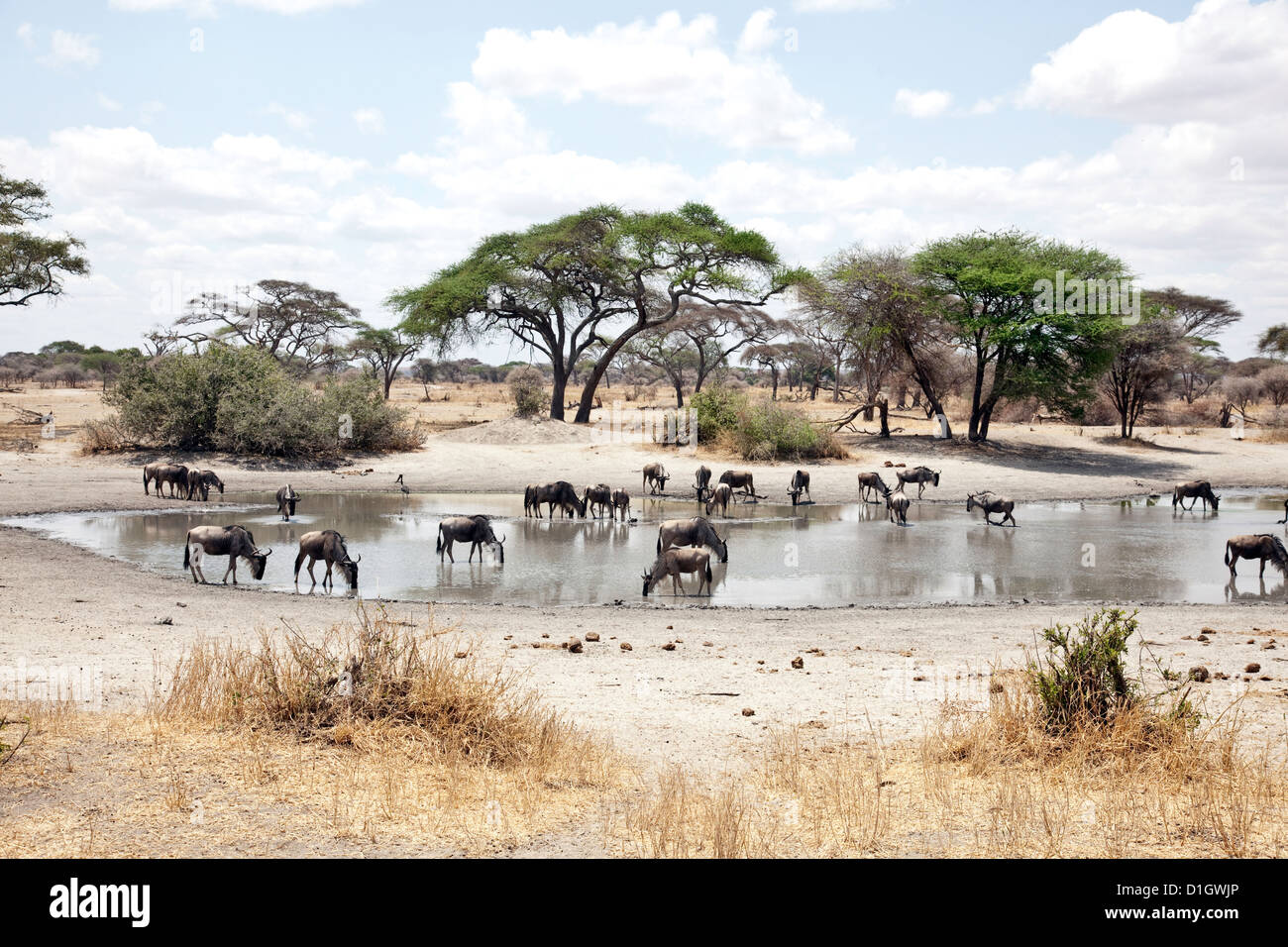 Wild Wildebeest are drinking at a waterhole in Tarangire National Park ...