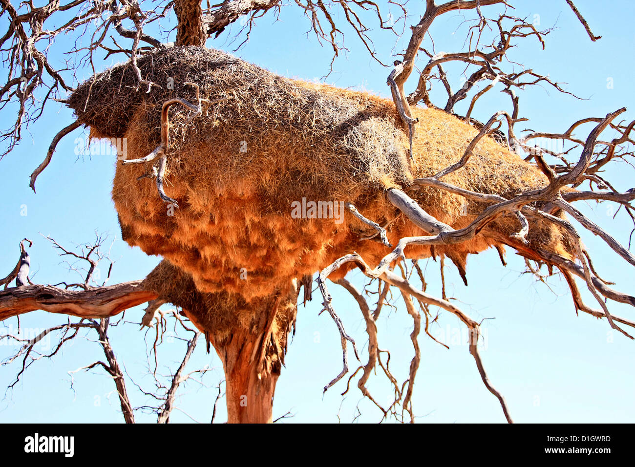 A Sociable Weavers' nest in the Namib Desert Stock Photo - Alamy