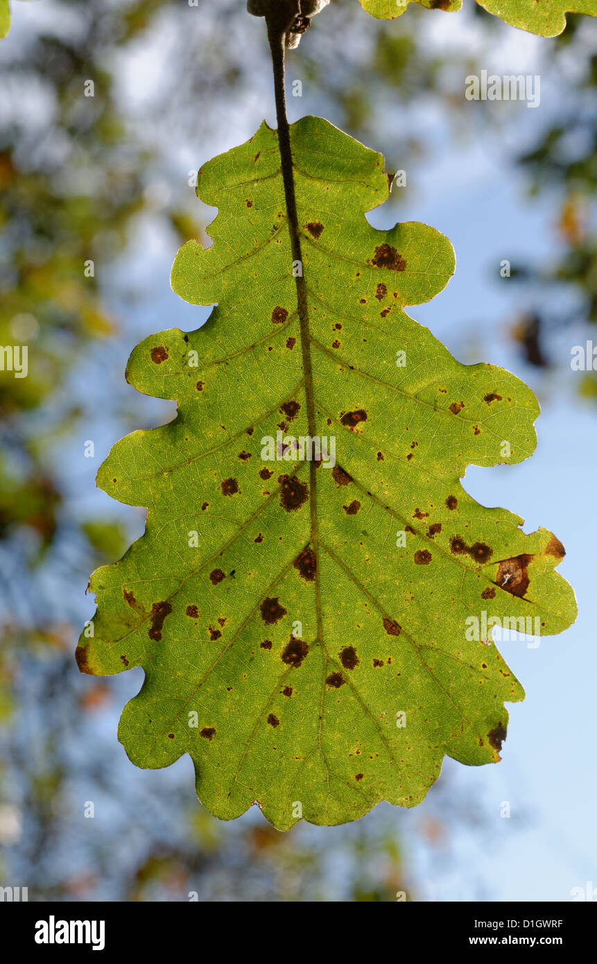 Blue Oak Leaves