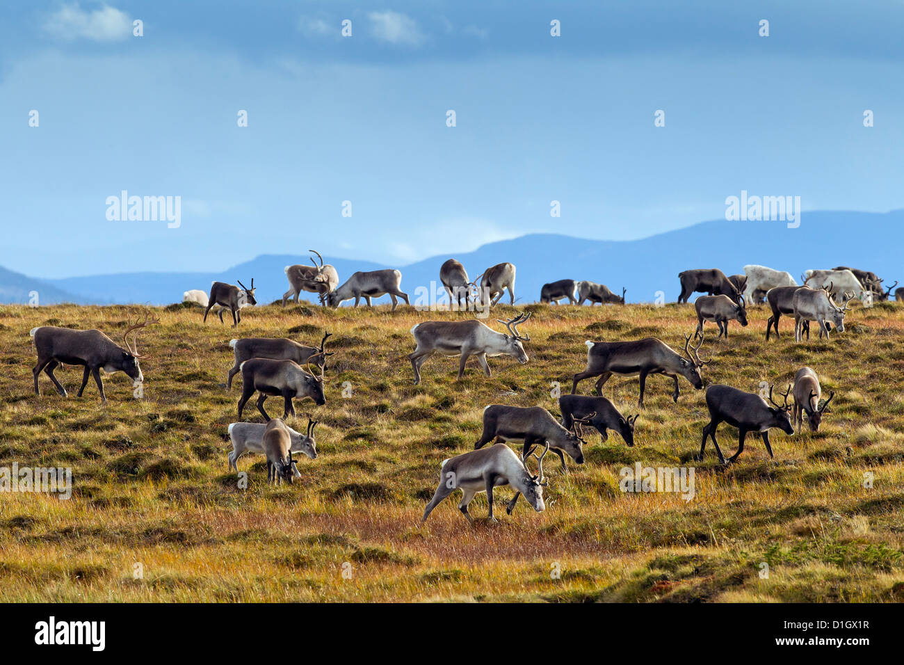 Arctic tundra animal herd hi-res stock photography and images - Alamy