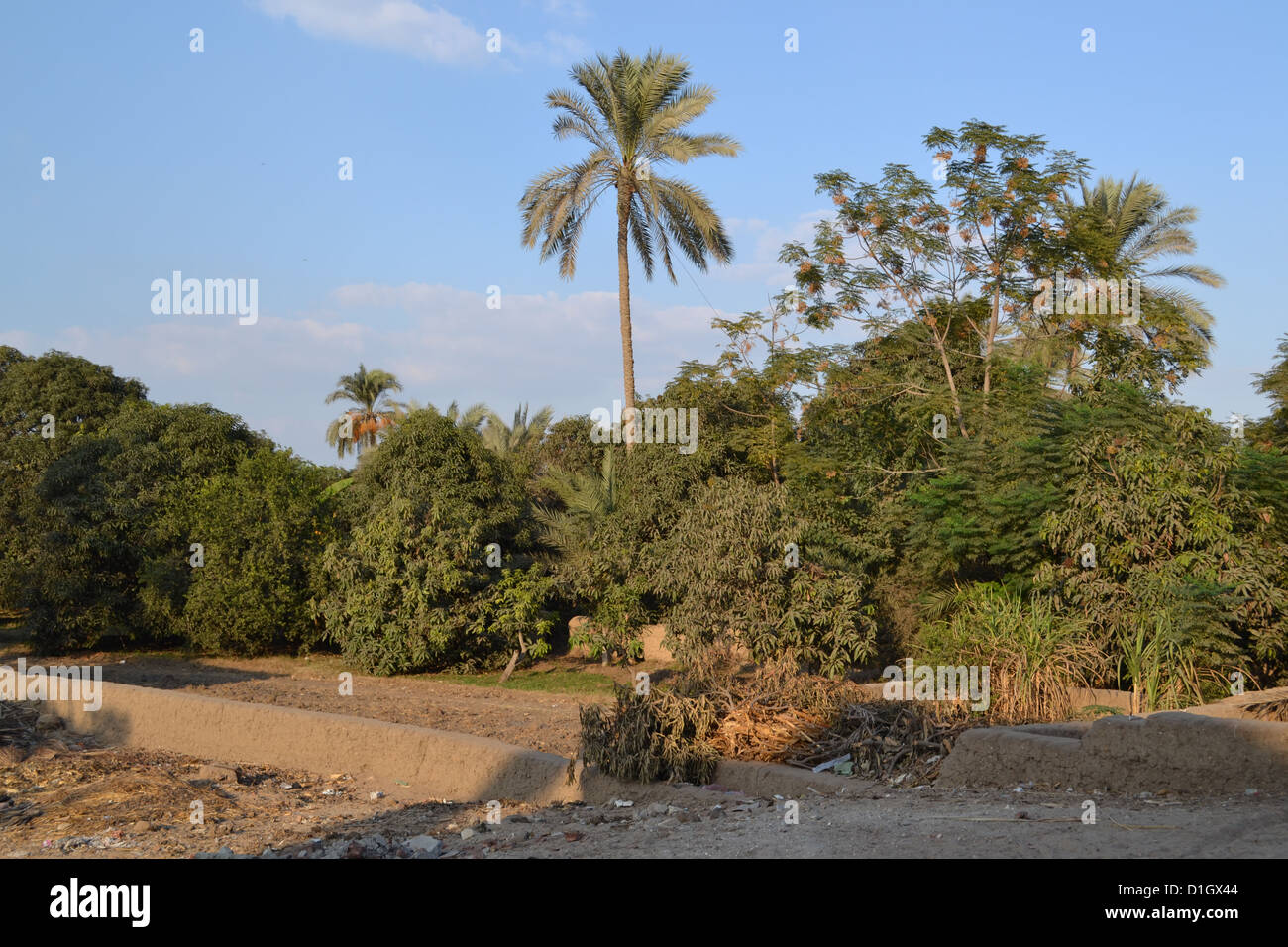 A mango orchard with palm trees in the Egyptian Nile Delta Stock Photo ...