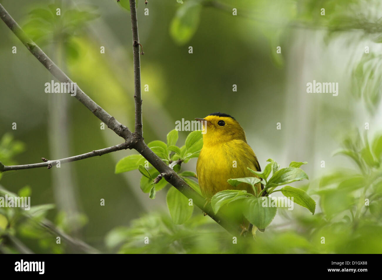 Male Wilson's Warbler (Wilsonia pusilla) in spring Stock Photo - Alamy