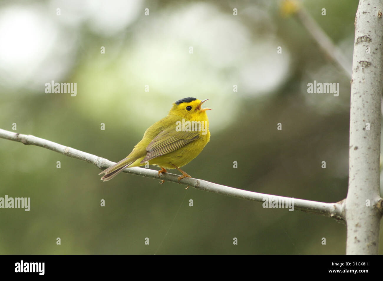 Singing Male Wilson's Warbler (Wilsonia pusilla) in spring Stock Photo ...