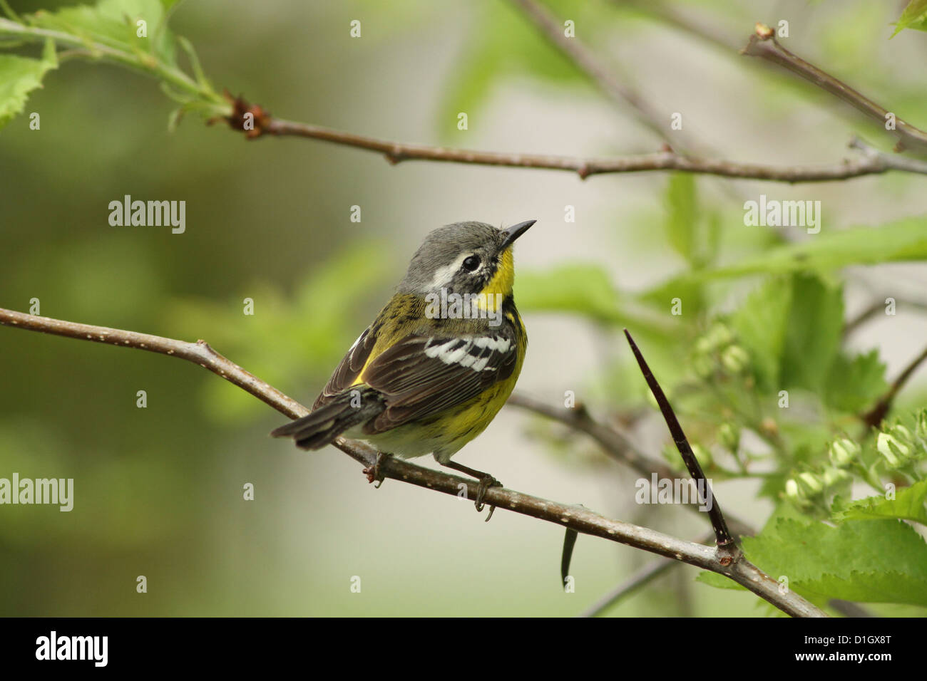 Magnolia warbler female hi-res stock photography and images - Alamy