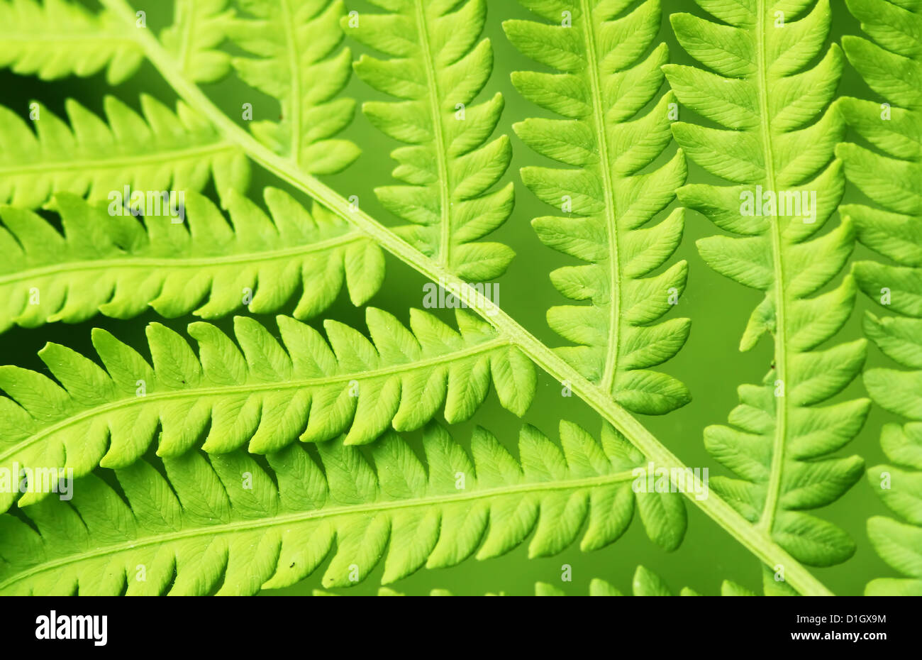 Curved fern leaf hi-res stock photography and images - Alamy