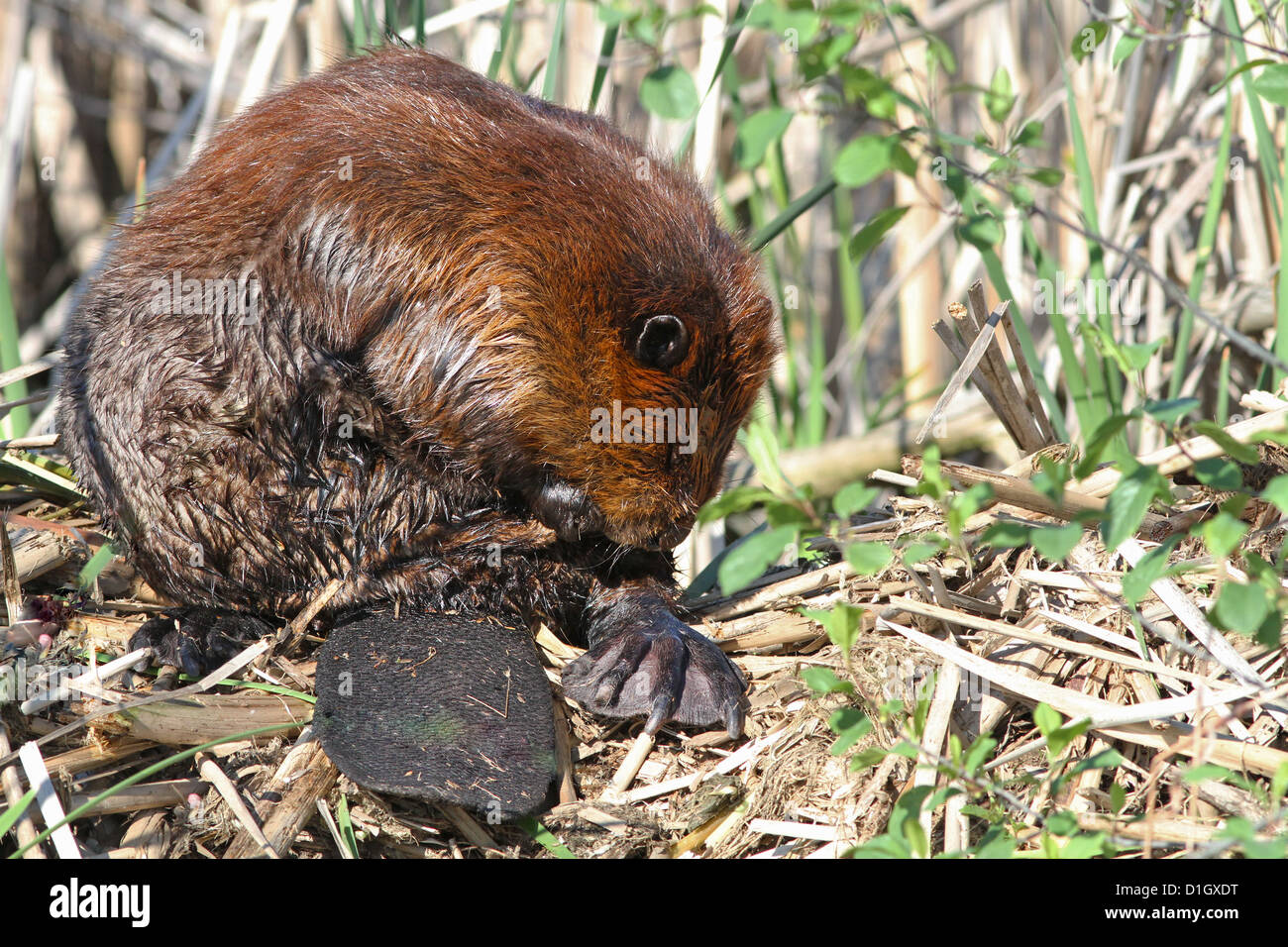 Fat beaver hi-res stock photography and images - Alamy