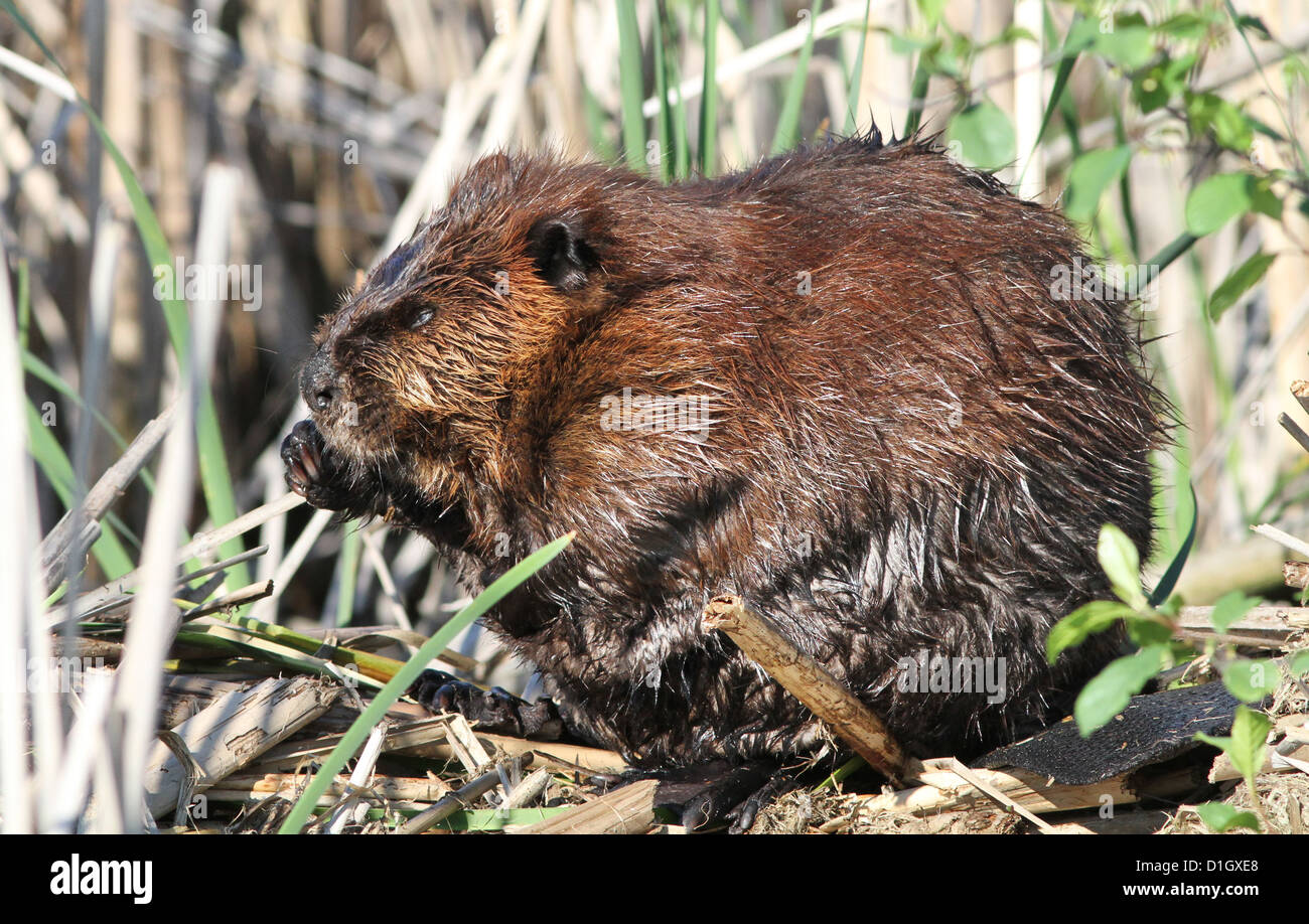 Huge male Canadian Beaver (Castor canadensis) in spring Stock Photo - Alamy