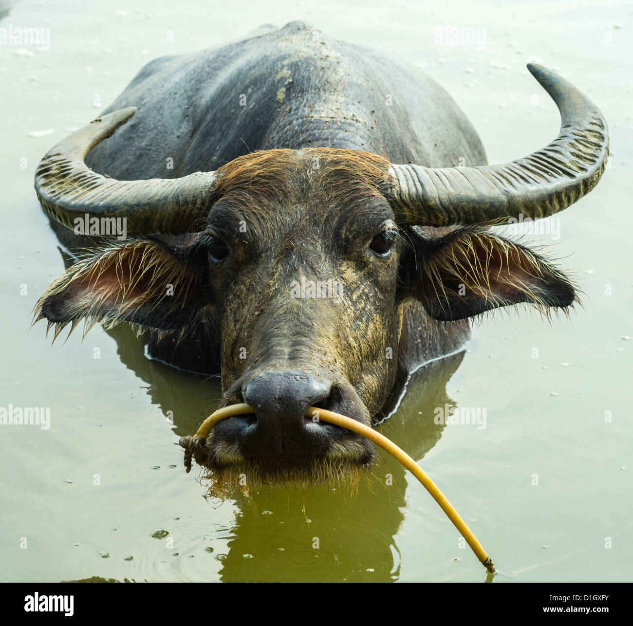 Buffalo wallow hi-res stock photography and images - Alamy