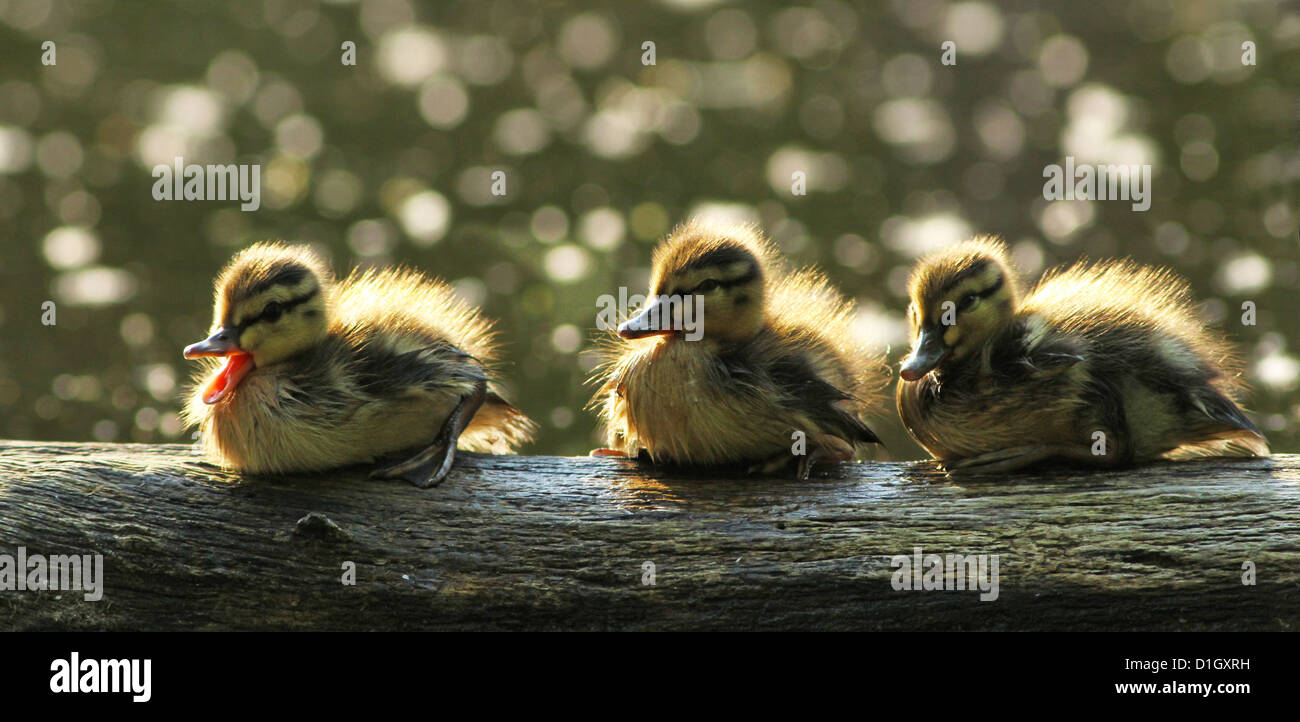 Duckling early spring hi-res stock photography and images - Alamy