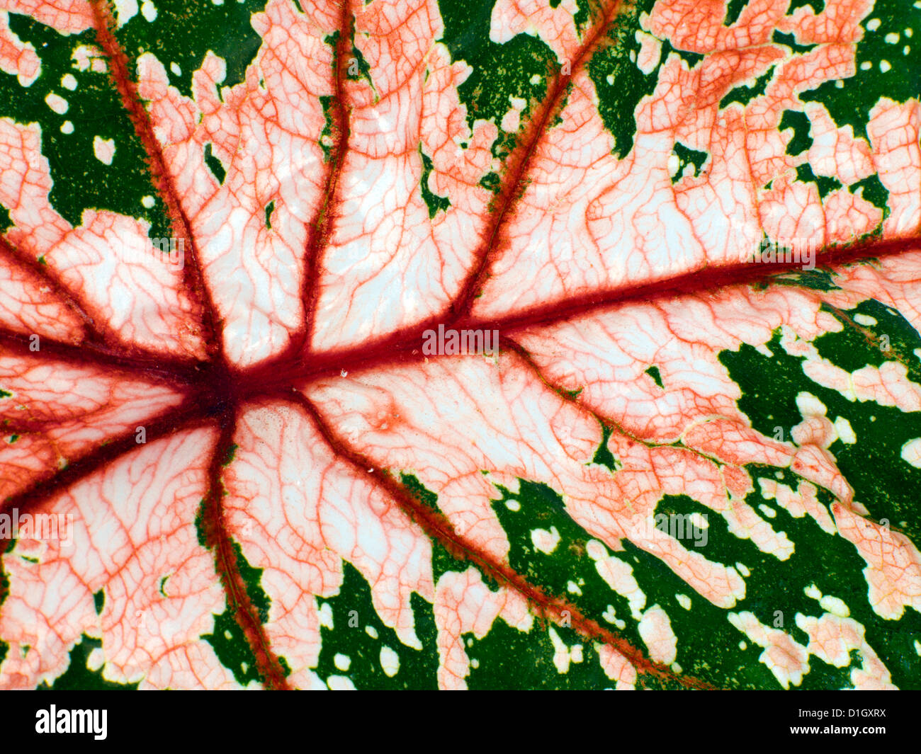 Abstract of Pink Caladium Leaf Stock Photo - Alamy