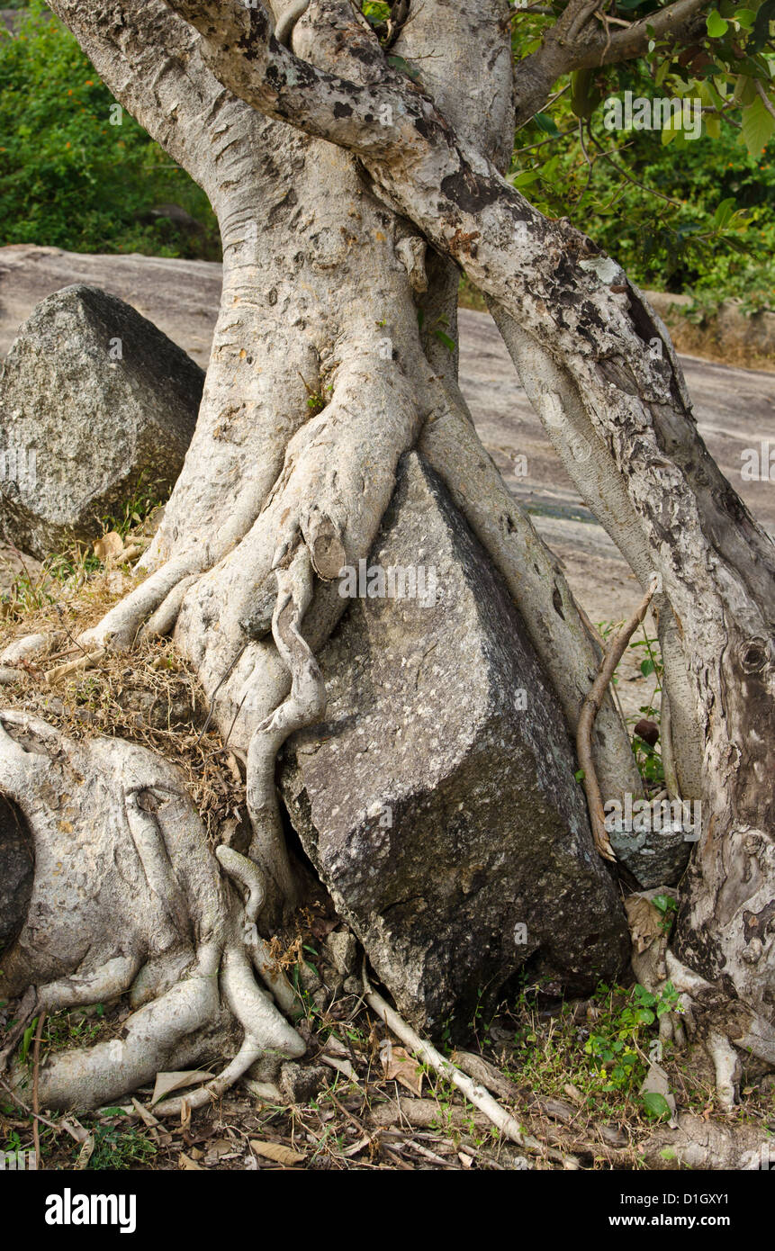 Grasping A Branch High Resolution Stock Photography and Images - Alamy