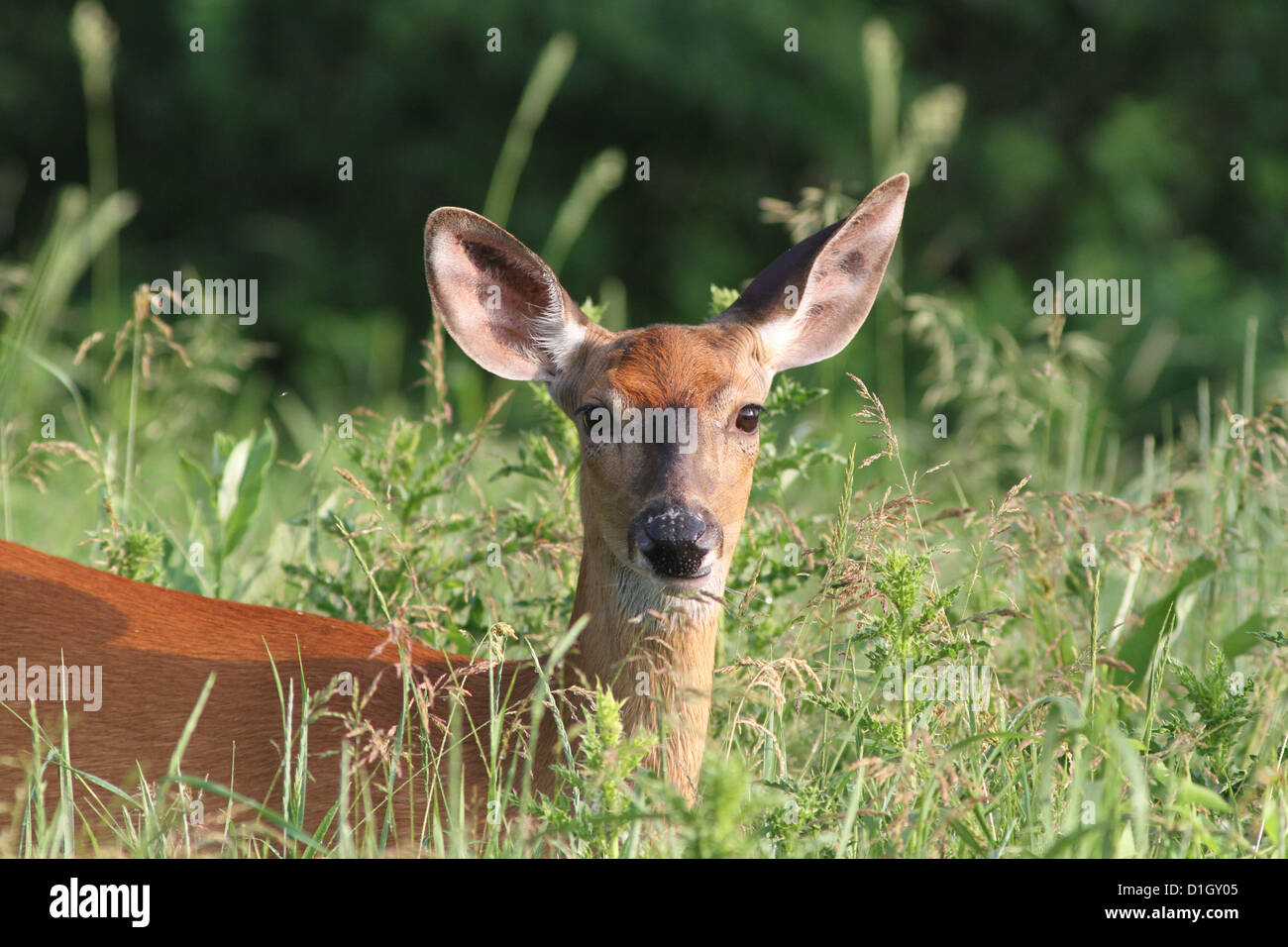 Whitetail doe standing hi-res stock photography and images - Alamy