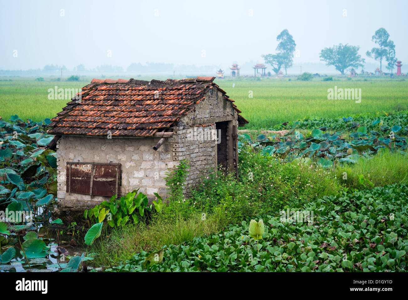 Small farmers hut in a marshy area of Ninh Binh by the Keng Gar River in Vietnam Stock Photo - Alamy