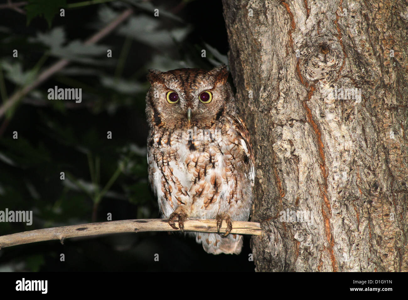 Eastern Screech Owl (Megascops asio) in the night Stock Photo - Alamy