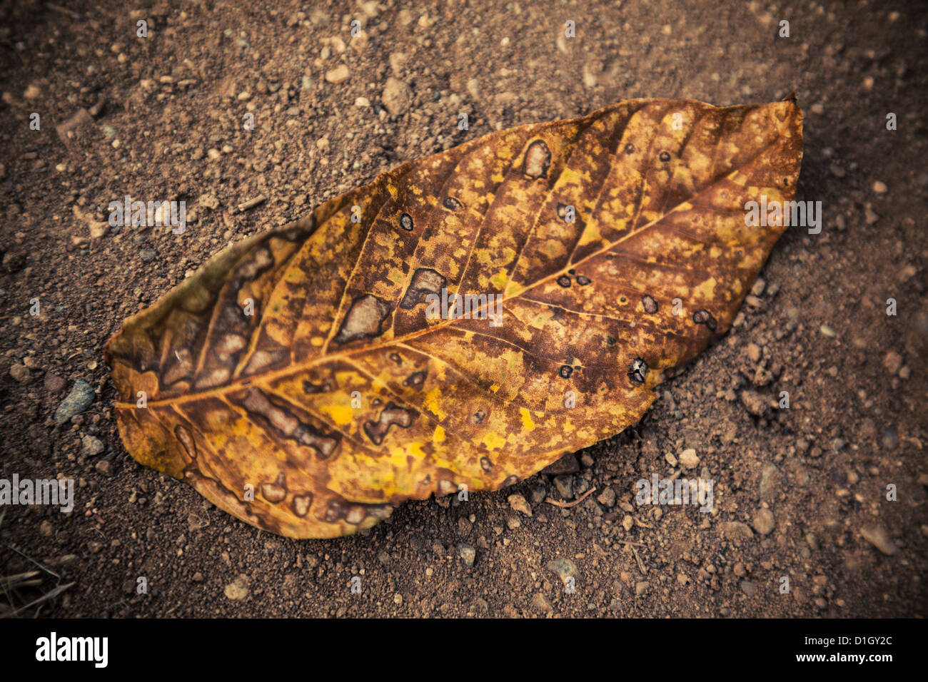 Dead walnut tree hi-res stock photography and images - Alamy
