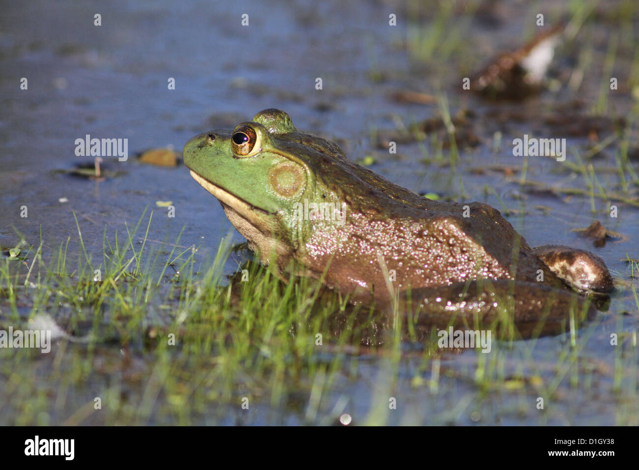 Bullfrog canada hi-res stock photography and images - Alamy