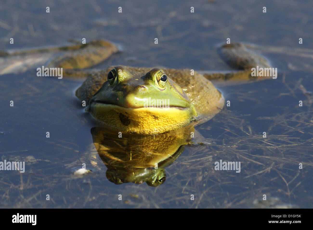 Bull frog singing hi-res stock photography and images - Alamy