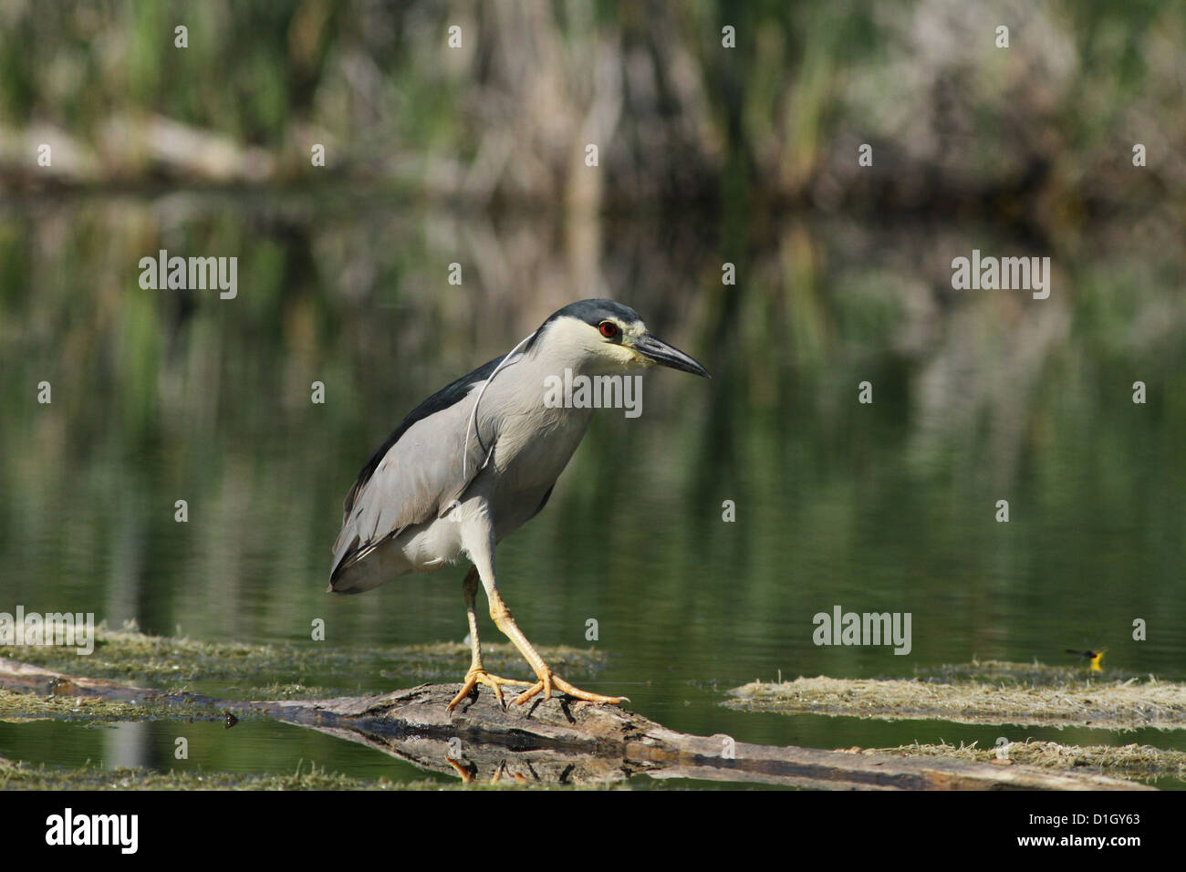 Black-crowned night-heron (Nycticorax nycticorax Stock Photo - Alamy