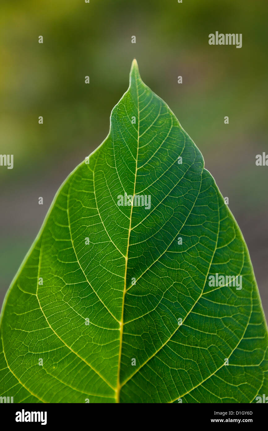 Detailed leaf texture hi-res stock photography and images - Alamy