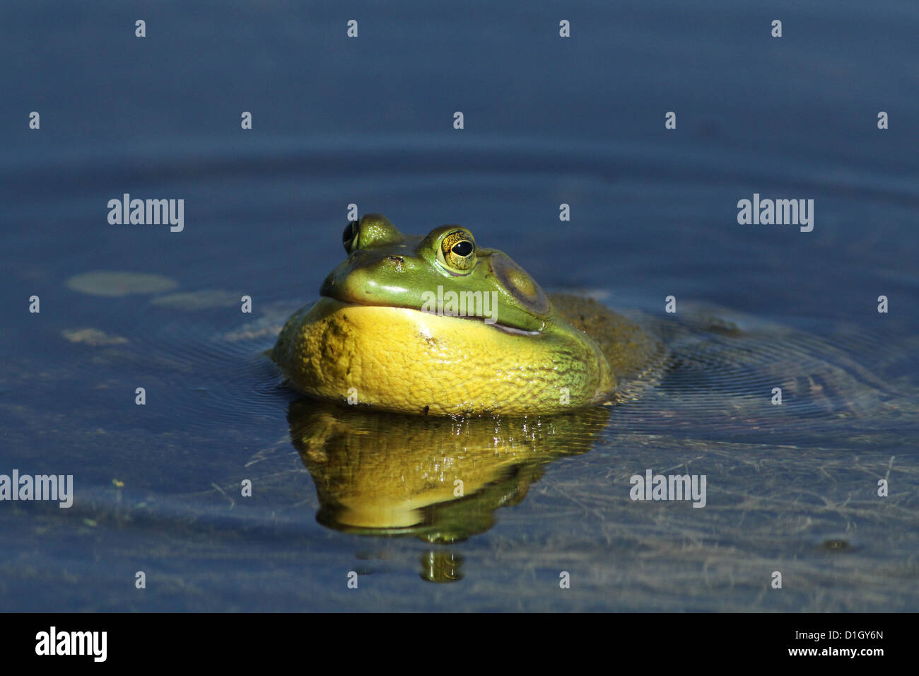 Bull frog singing hi-res stock photography and images - Alamy