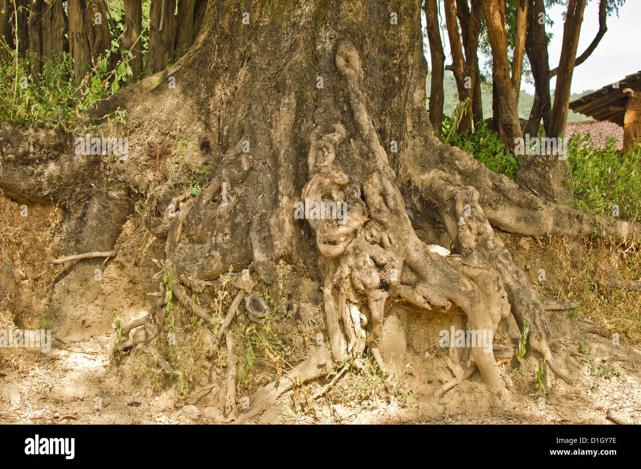 Bargad High Resolution Stock Photography and Images - Alamy