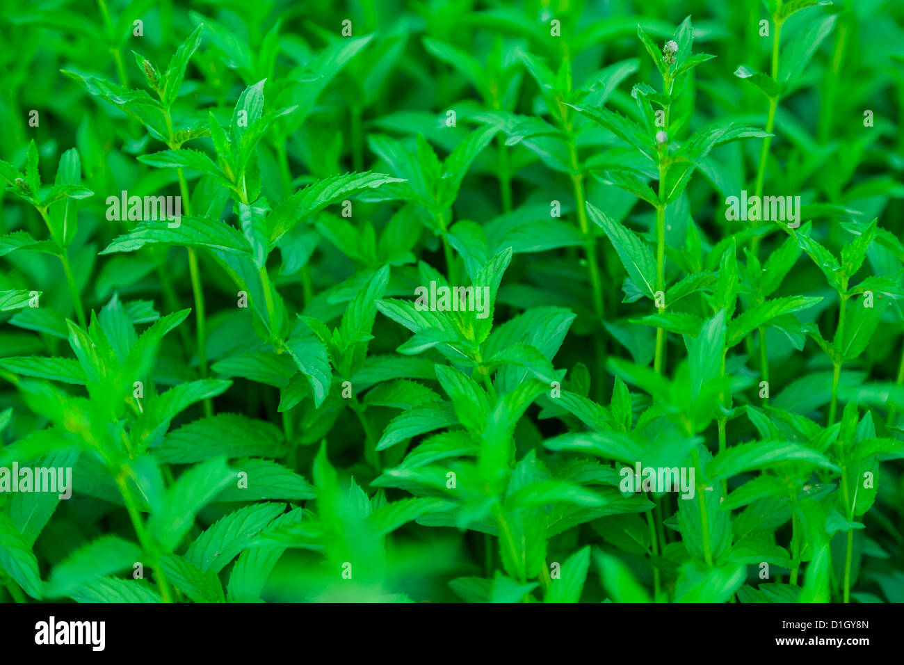 Mint green garden hi-res stock photography and images - Alamy