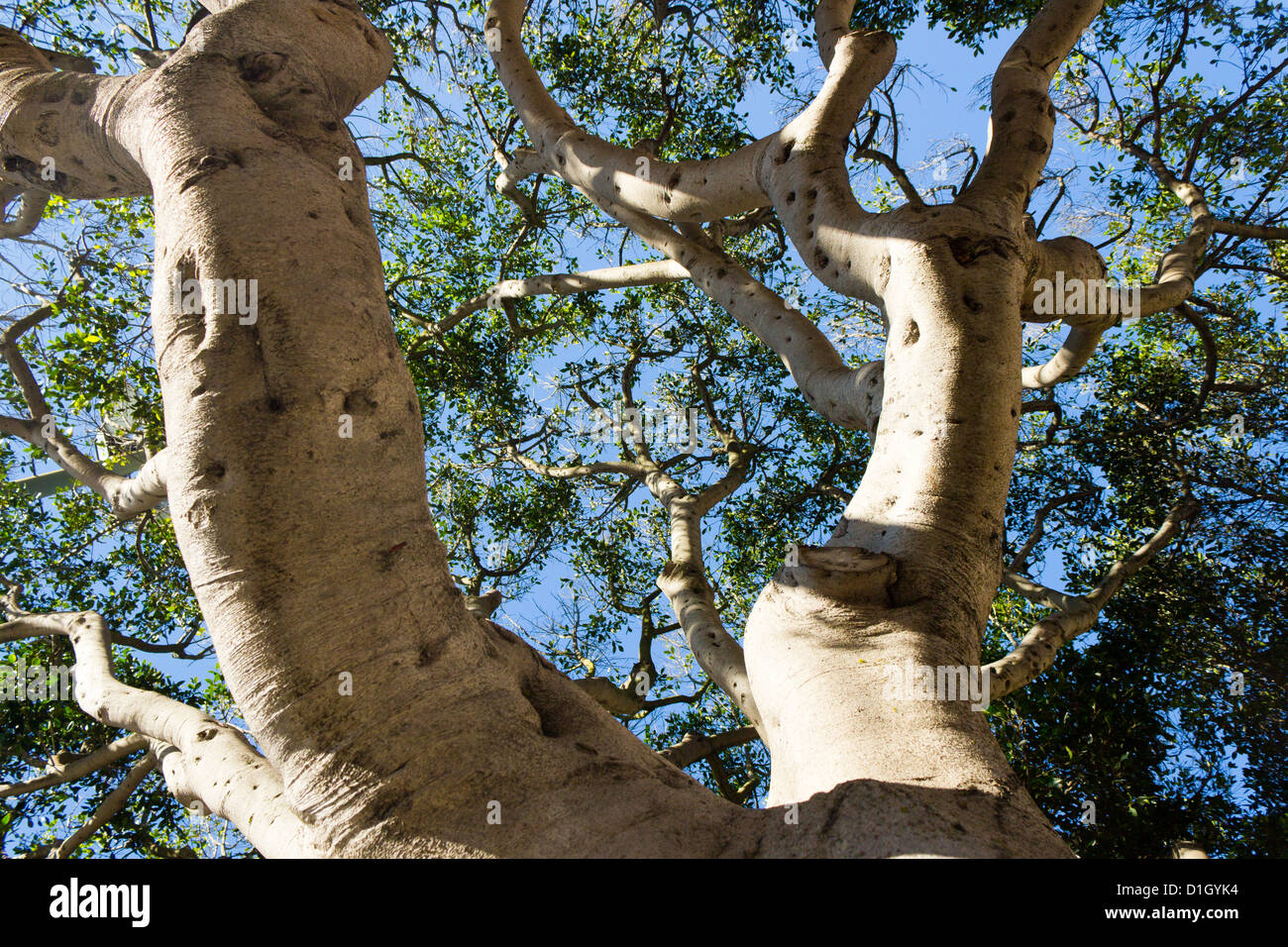 Tree branches reaching to the sky hi-res stock photography and images ...