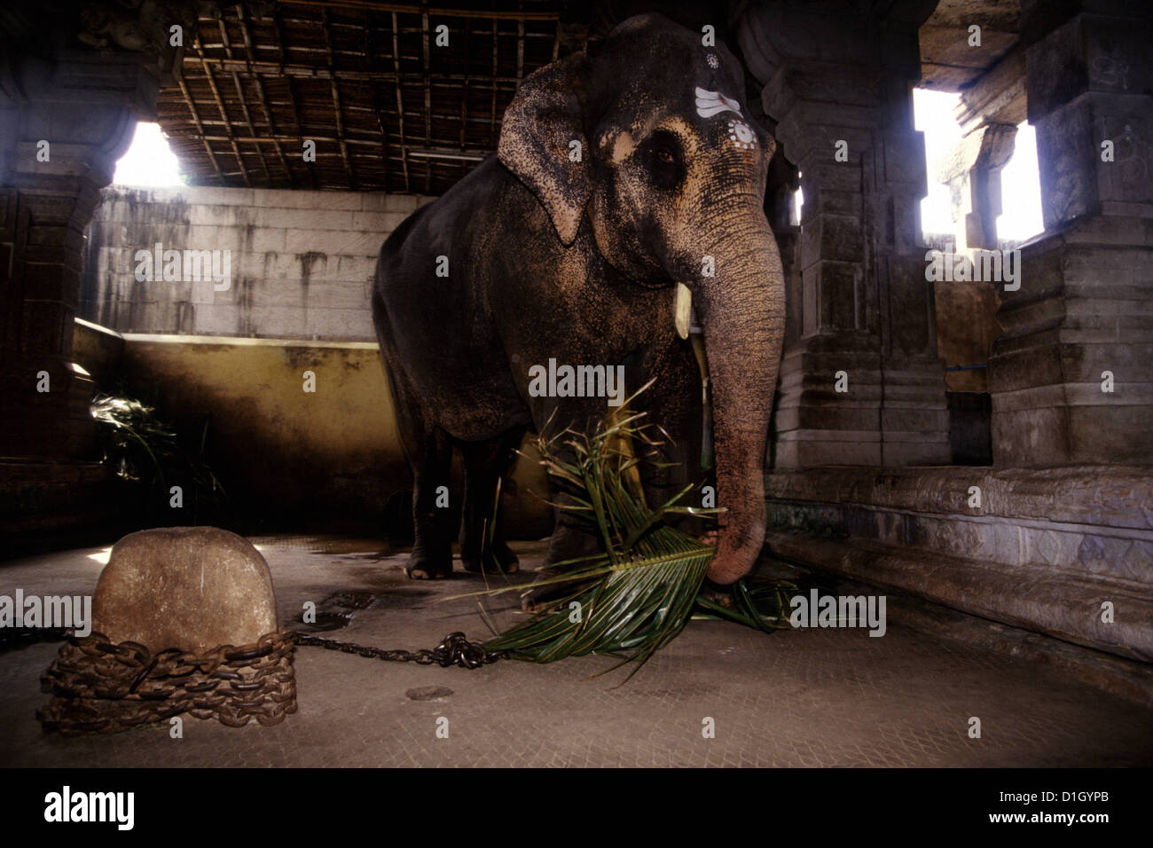 An Asian elephant chained inside Ramanathaswamy Temple with sculpted ...