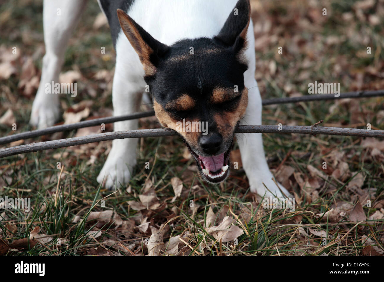 Branch fetching hi-res stock photography and images - Alamy