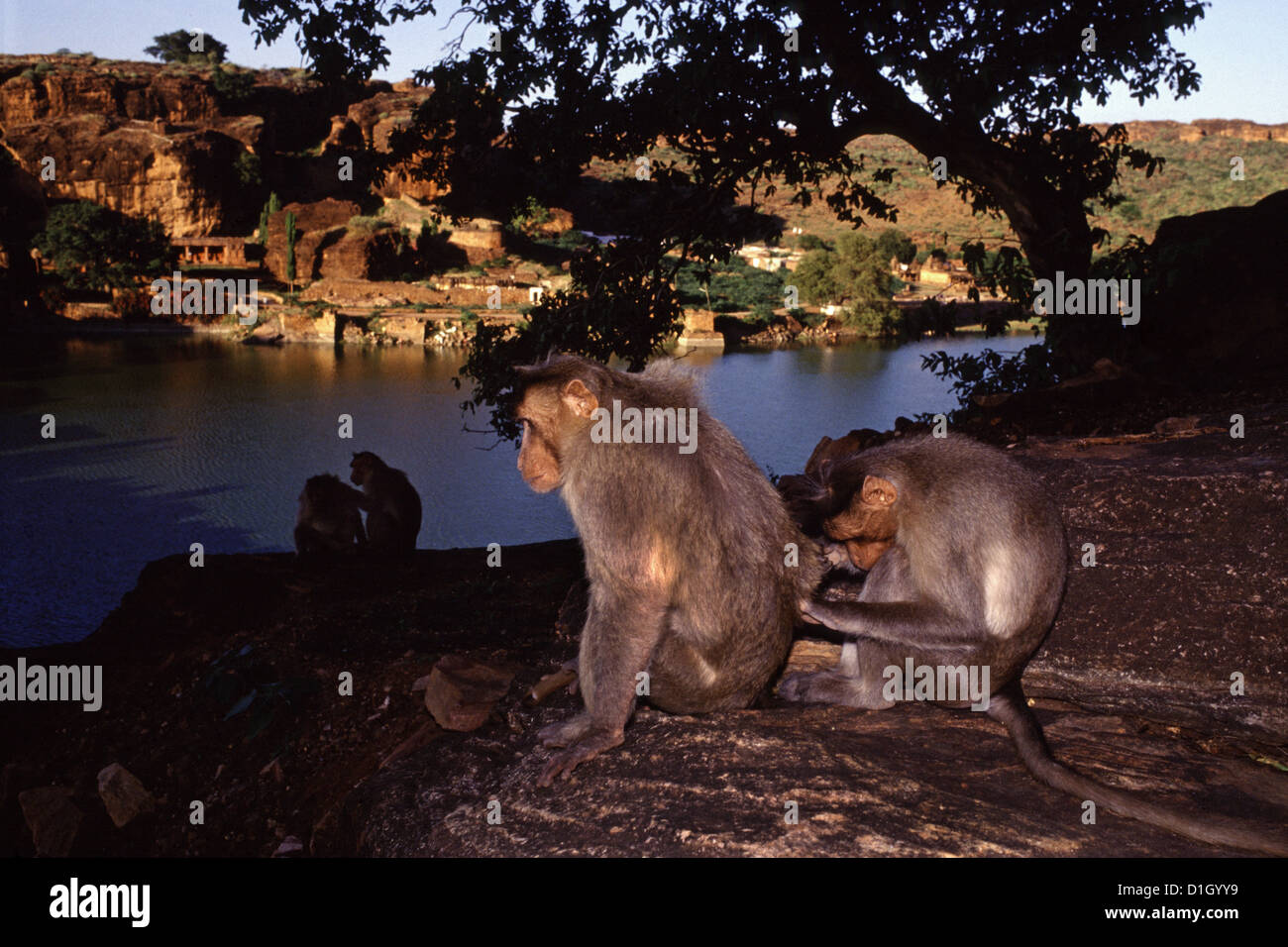 Monkey picking lice hi-res stock photography and images - Alamy