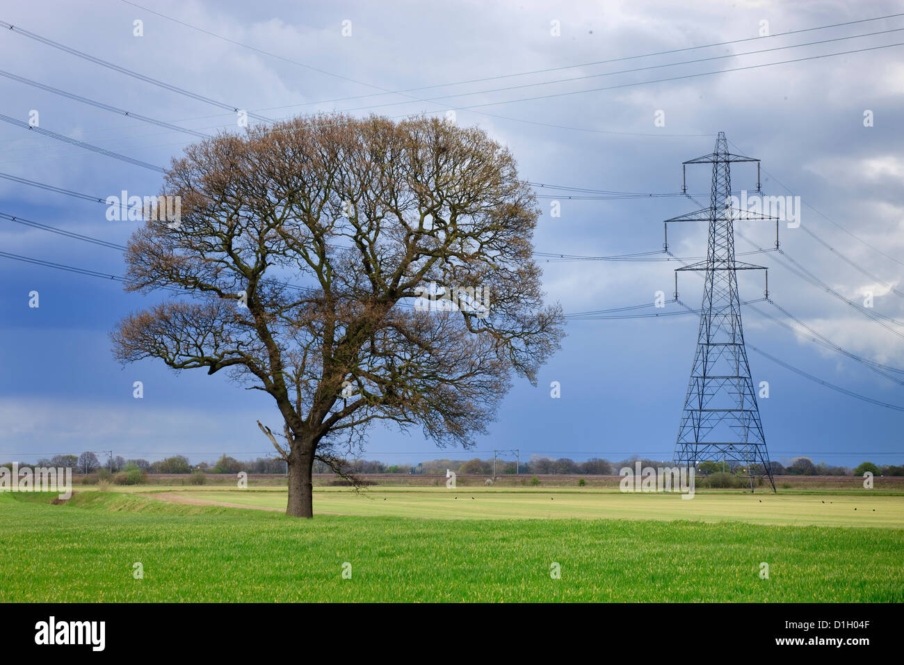 An electricity pylon of the National Grid - power line and lone tree ...