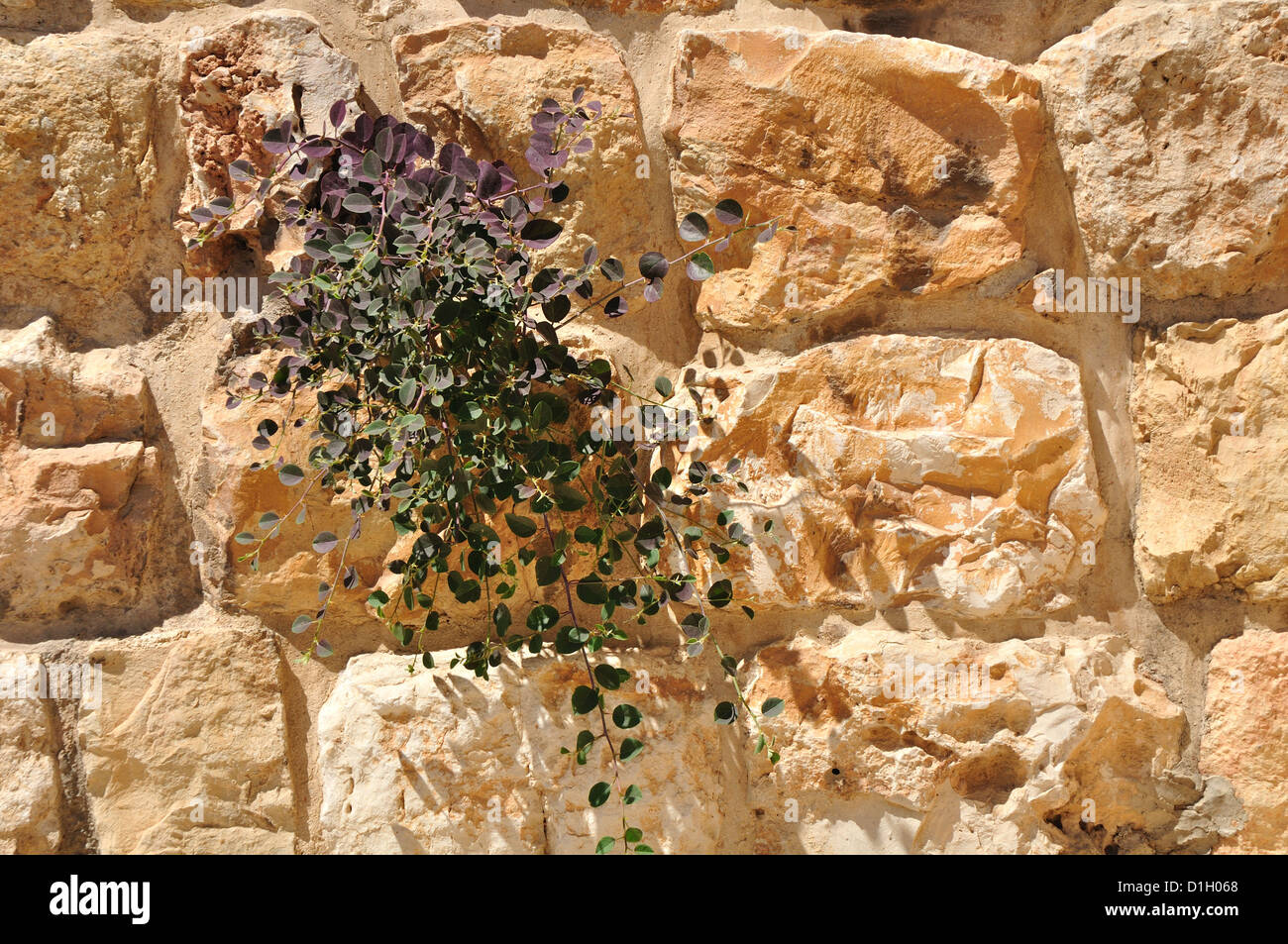 Some plant growing on the Old Jerusalem wall Stock Photo - Alamy