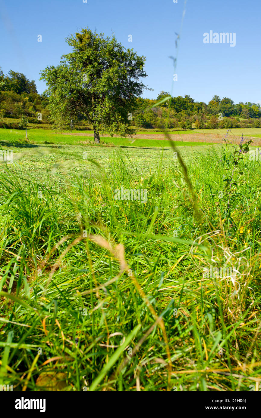 Lonely pear tree on a field, by Beckingen, Saarland / Germany Stock ...
