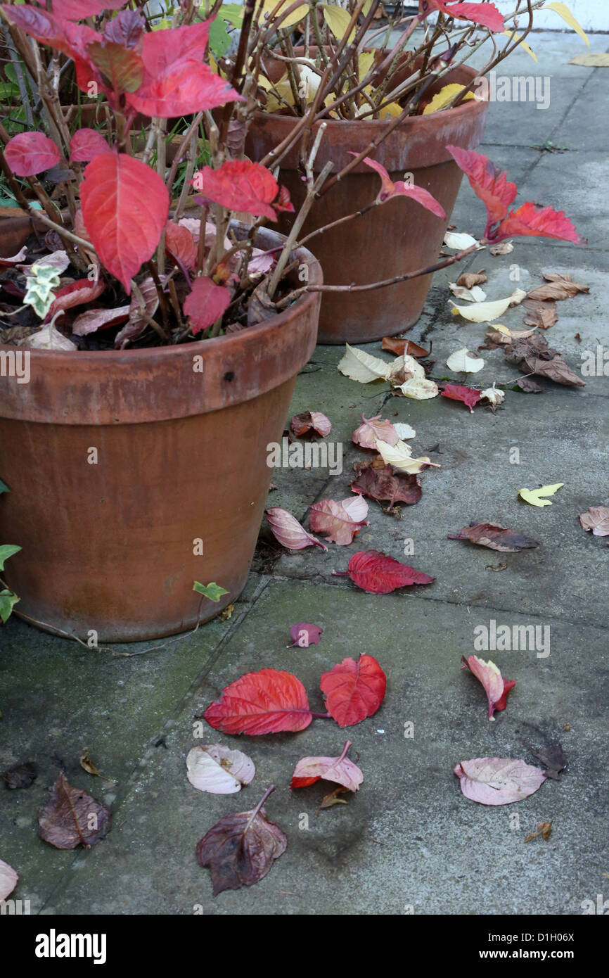 Leaves Falling Of Plants In Autumn Stock Photo - Alamy